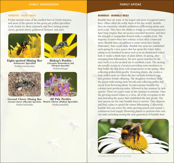 Common Native Bees of Eastern US – Roark Acres Honey Farms